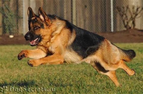 Немска овчарка