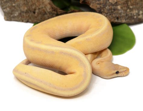 Banana Genetic Stripe Female Dynasty Reptiles