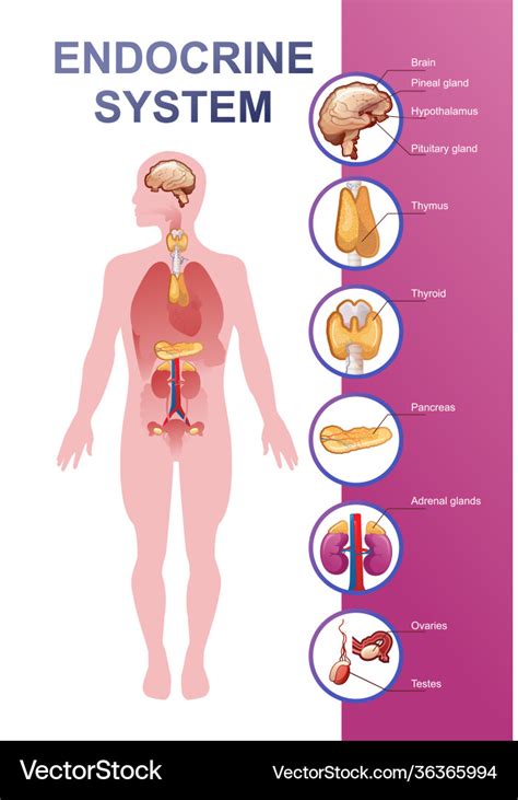 Human Endocrine System Diagram Royalty Free Vector Image