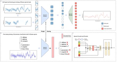 A Self Supervised Learning Method For Raman Spectroscopy Based On Masked Autoencoders Ai