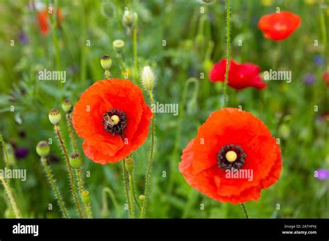 Poppy Flowers Everywhere Song Lyrics At Jennifer Pardue Blog