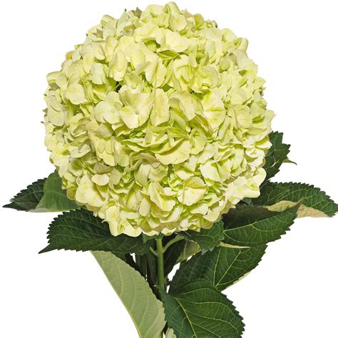 Hydrangea Only Pickup Toronto Bulk Flowers Wholesale