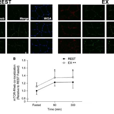 Immunofluorescence Quantification Of Mtor Red And Rheb Green