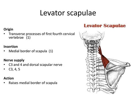 The Back And Scapular Region Ppt Download