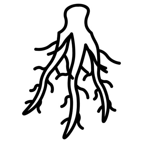 Sarsaparilla Root Evidence Based Benefits For Skin Joints And Detox