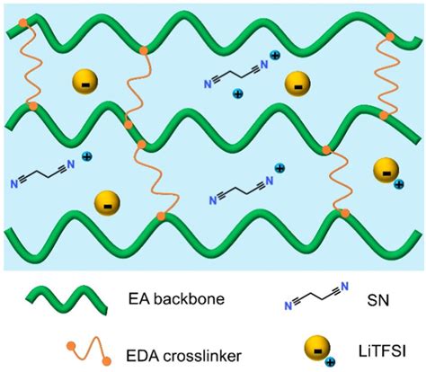 Illustrated Structure Of The Polyea Spe Plasticized By Sn Download Scientific Diagram