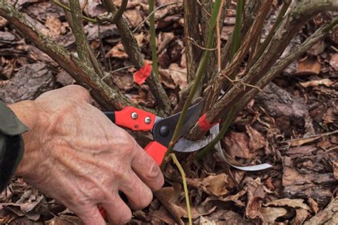 Blueberry Pruning Varies By Plant Age These Are The Steps Depending On The Bushs Age