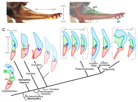 The Evolution Of Major Ovipositor Configurations Across Orthoptera A