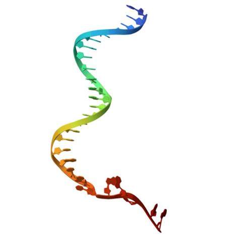 Rcsb Pdb 8flj Cas1 Cas23 Integrase And Ihf Bound To Crispr Leader