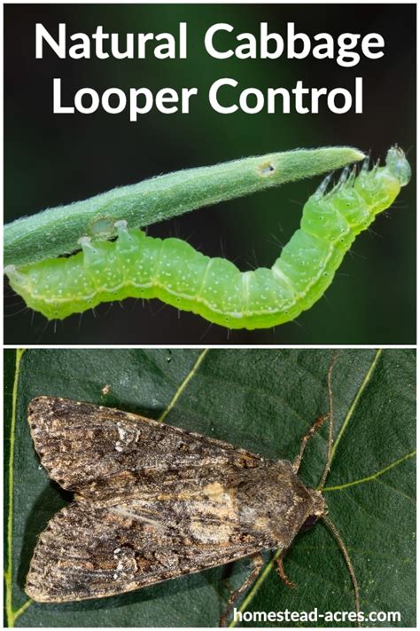 How To Get Rid Of Cabbage Loopers