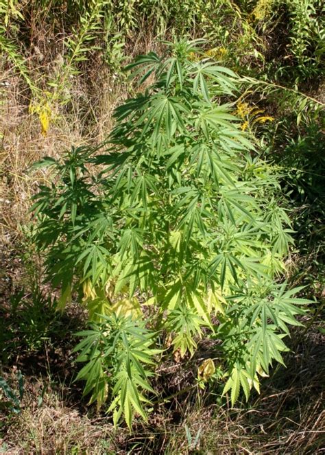 Orange Bud Strain Info Orange Bud Weed By Ceres Seeds Growdiaries