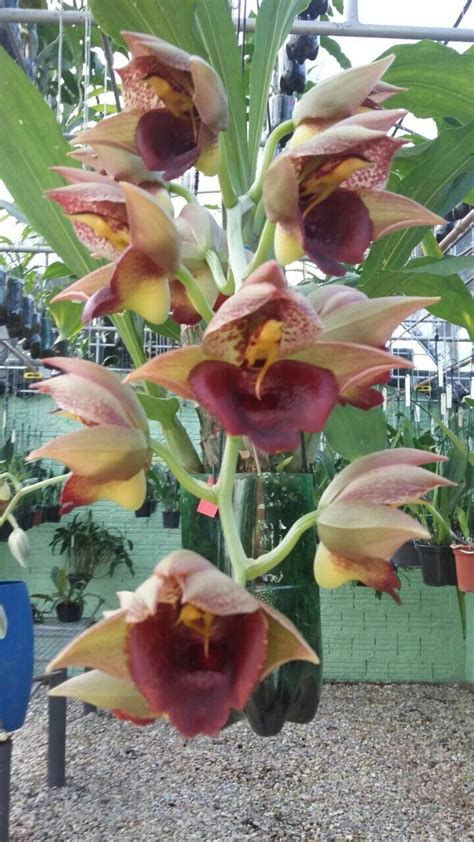 How To Grow The Oncidium Intergenerics Artofit