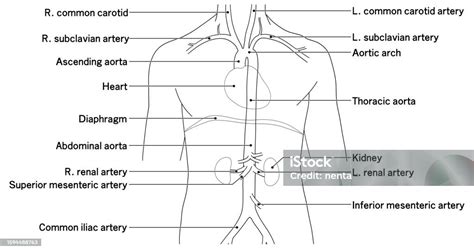 Simple Aorta Schematic From Neck To Waist Stock Illustration Download Image Now Anatomy