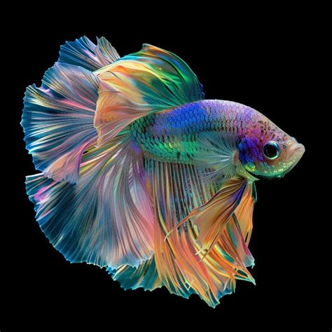 Rainbow Beta Fish Original Digital Art Etsy