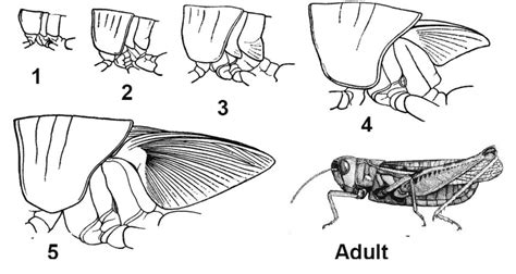 Grasshoppers Are Hatching The Roundup