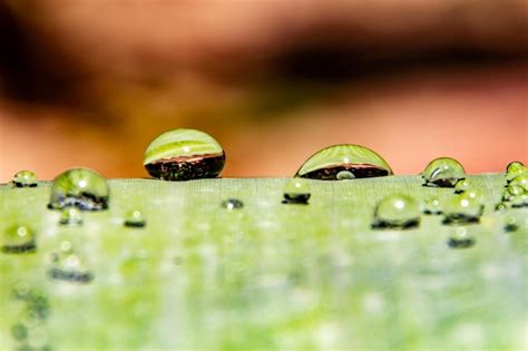 Premium Photo Close Up Of Wet Leaf