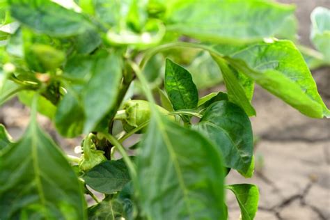 Pepper Leaf Curl Virus Treatment How To Control With Organic Natural