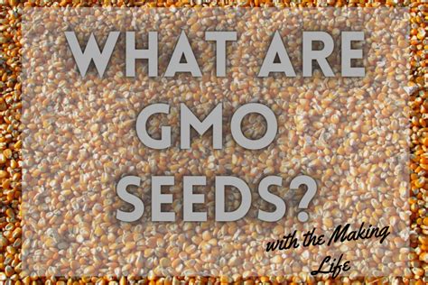 What Are Gmo Seeds The Making Life