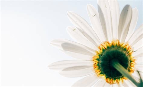 100 Bright White Wallpapers