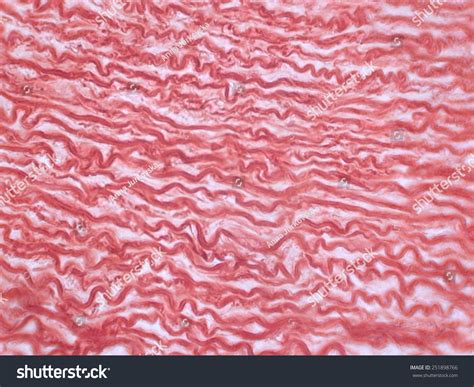 Fibras De Colágeno Muestra De Histología Foto De Stock 251898766