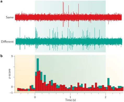 The Contextual Brain Implications For Fear Conditioning Extinction And Psychopathology Pmc