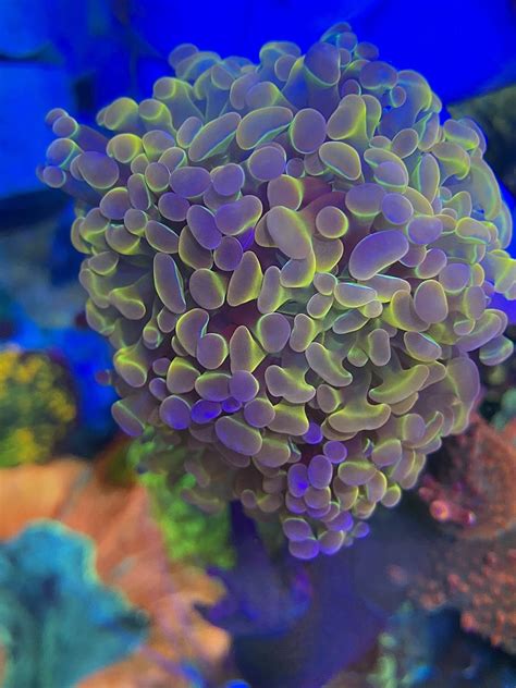 New Jersey New York Kdr Rainbow Hologram Hammer Reef2reef