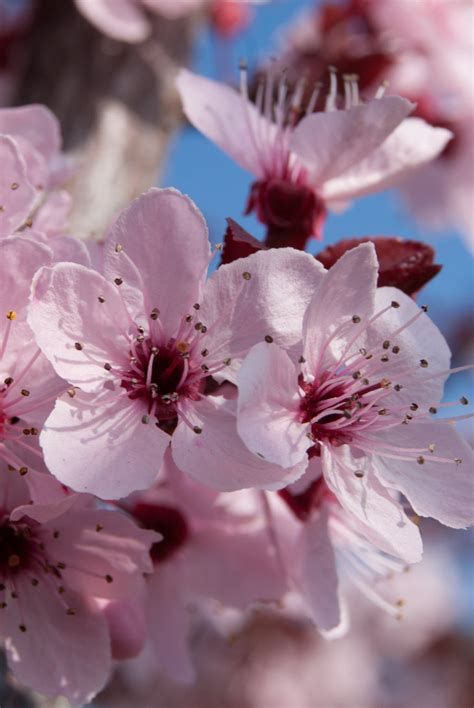 Cherry By Leviatan 666 Nourish Your Soul