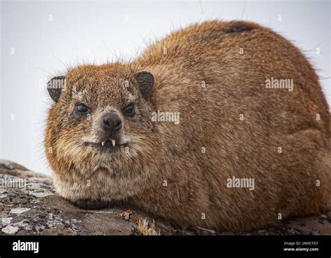 Rock Hyrax Or Dassie Thought To Have Shared A Common Ancestry With