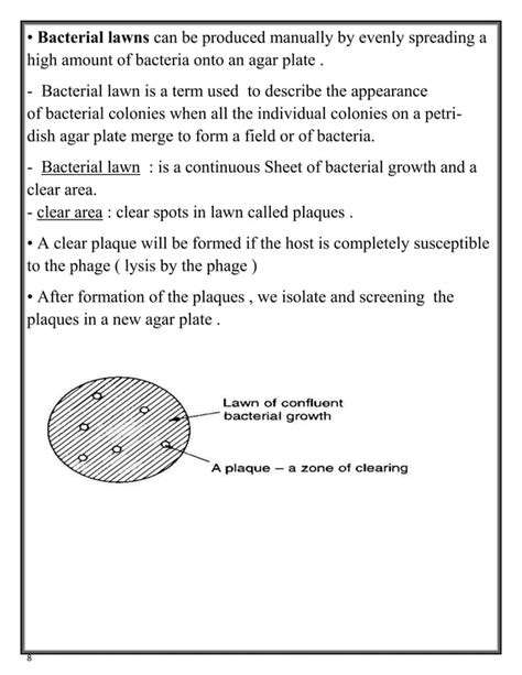 Multiple Cloning Site And Bacteriophage Lambda λ Phage Pdf