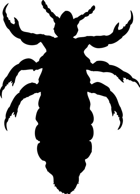 Pediculus Humanus Capitis By Kosta Mumcuoglu Vectorized By T Michael