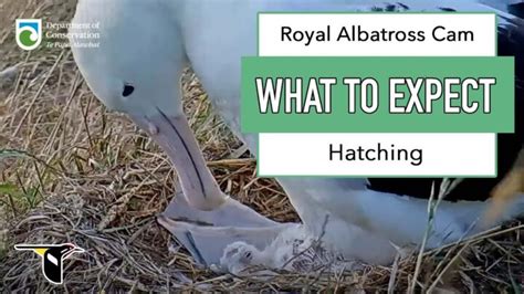 What To Expect On The Northern Royal Albatross Cam Cornell Lab Bird Cams