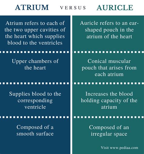 Difference Between Atrium And Auricle Definition Anatomy Physiology Similarities