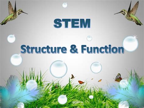 Stem Ppt