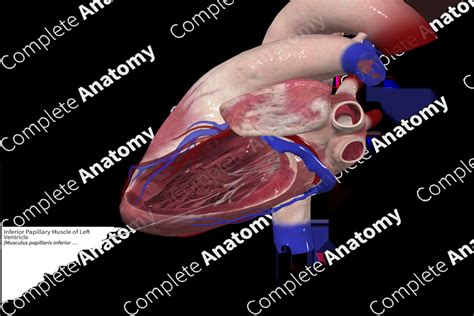 Papillary Muscle Dissection Papillary Muscle Names Anatomy Thorax