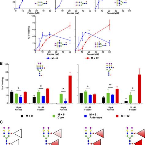 Core Fucose Preferentially Rely On Exogenous Fucose While Fucose