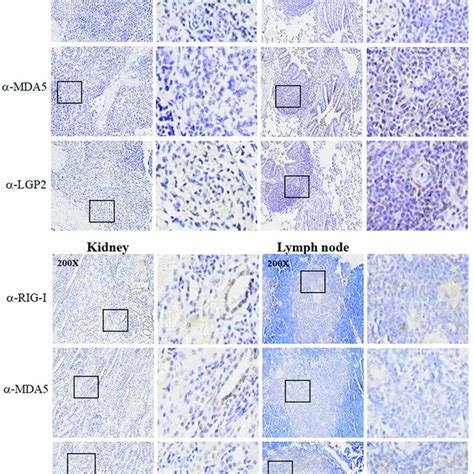 Immunochemistry Analysis Of Rlr Expressions In Various Tissues From Download Scientific Diagram