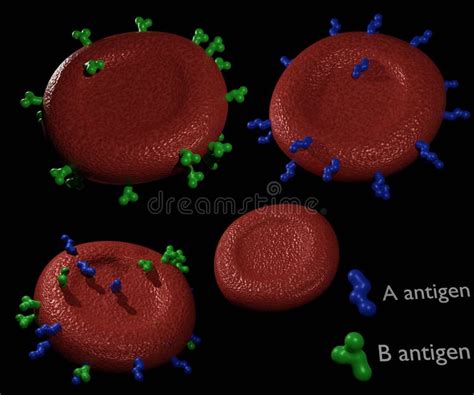 Blood Types A B Ab And O With Antigens Present On The Red Cell