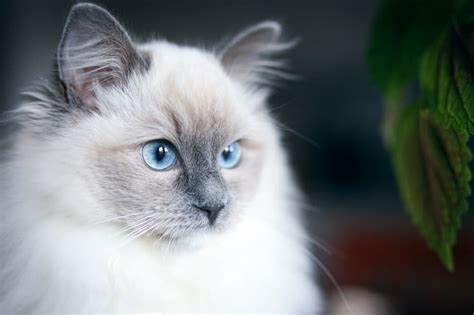 Iris Atrophy In Cats Signs Causes And When To See A Vet Expert Guide