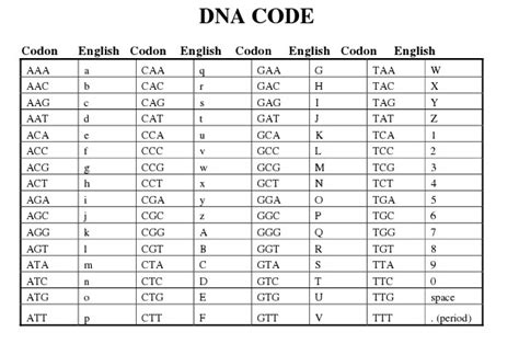 Codon Worksheets Answer Key