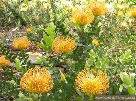 Leucospermum Cordifolium Kumbula Indigenous Nursery