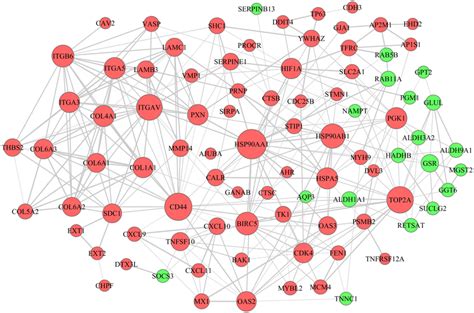 Ppi Network Of 72 Upregulated And 19 Downregulated Degs Nodes