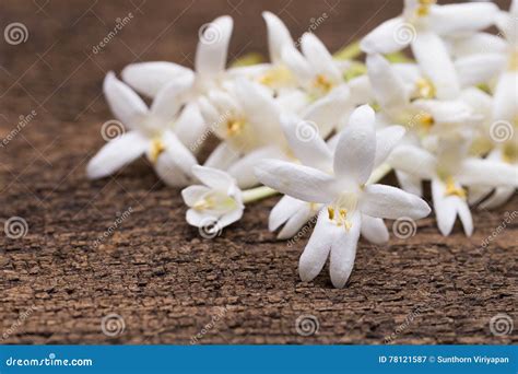 Cork Tree Flower At Mark Strasser Blog