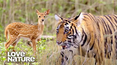 White Tiger Eating Deer