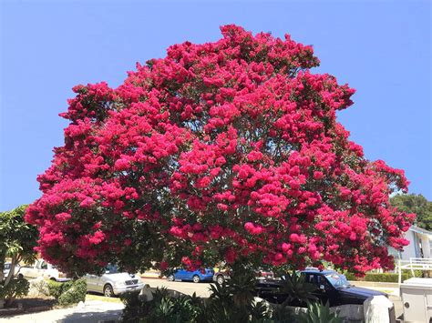 Myrtle Tree The Timeless Symbol Of Love Healing And Eco Friendly El