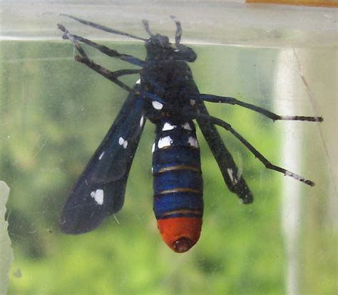 Spotted Oleander Moth By Scythemantis On Deviantart