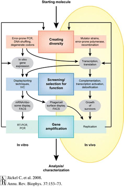 Evolution In Three Easy Steps Carrying Out Directed Evolution