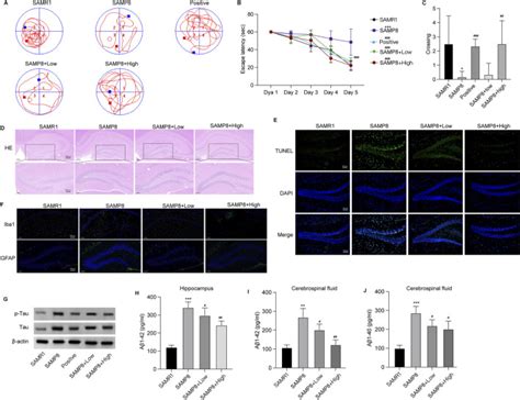 Ginseng And Polygonum Multiflorum Formula Protects Brain Function In