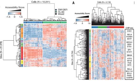 Single Cell Barcoding Another Way To Understand The Behaviour Of A