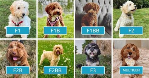 Cockapoo Health Issues 10 Common Cockapoo Health Problems To Look Out For