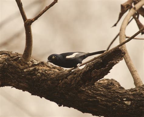 White Shouldered Black Tit Melaniparus Guineensis Birds Of The World